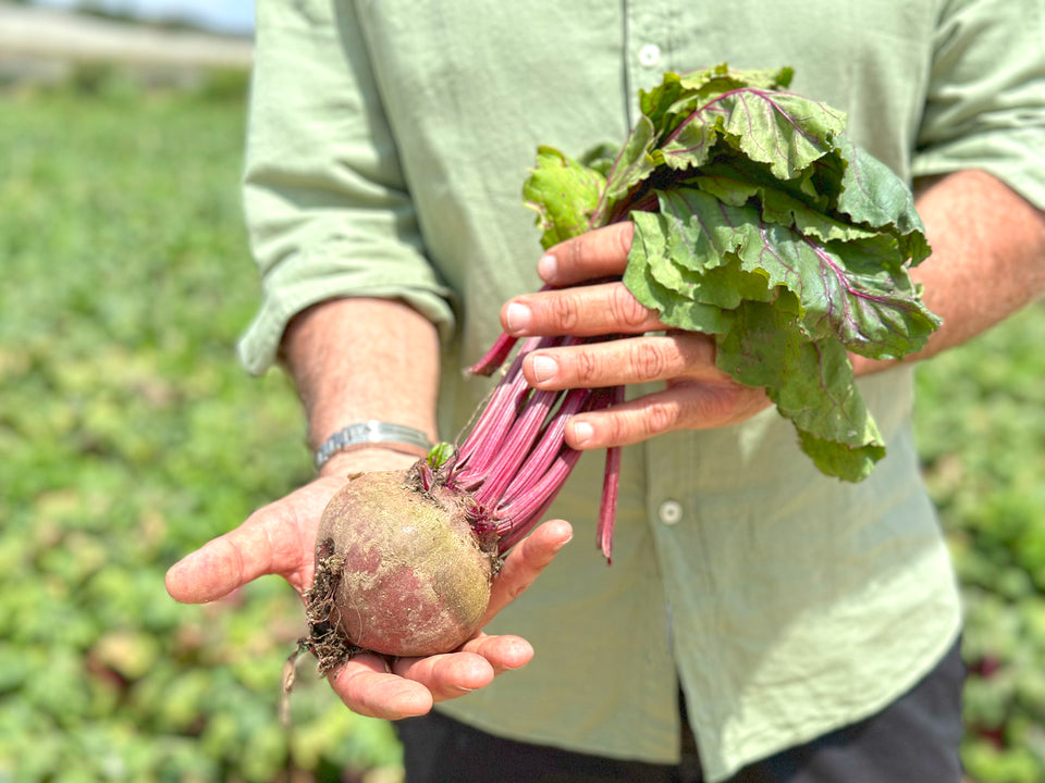 the root – Root Foods